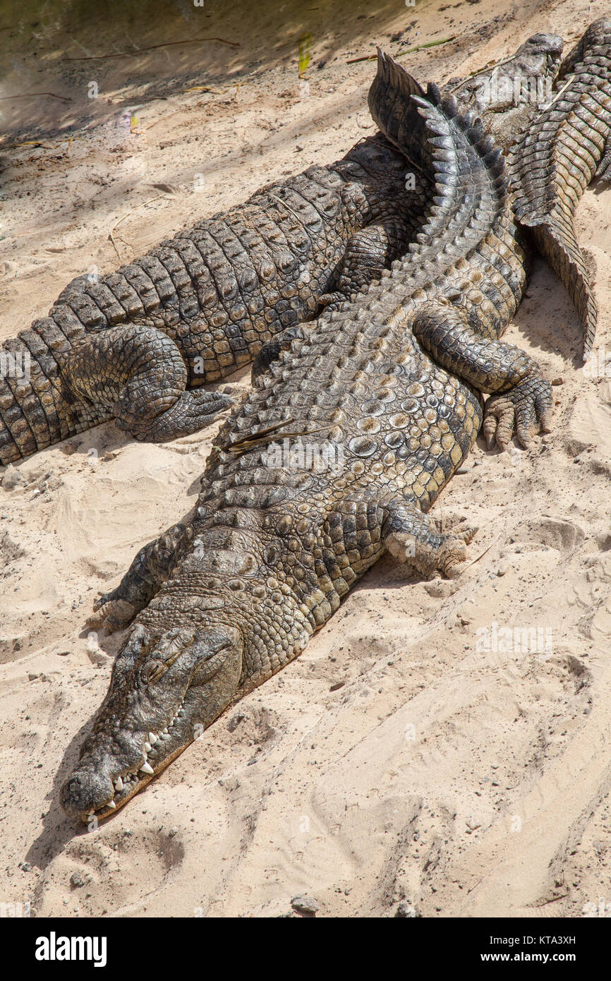 Fallacious hi-res stock photography and images - Alamy