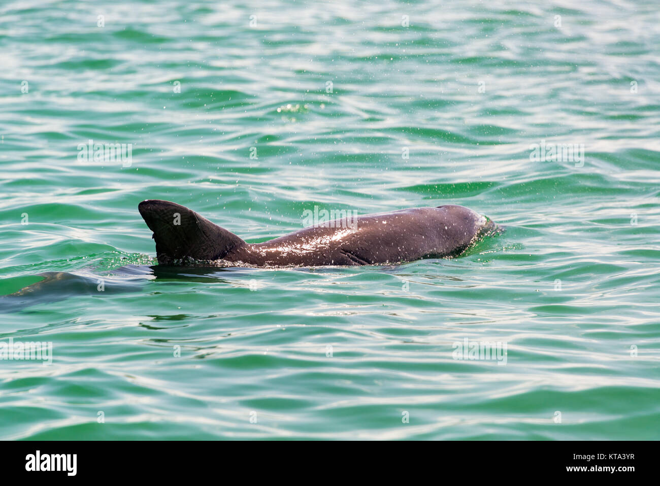 Dolphin in the Caribbean Sea Stock Photo - Alamy