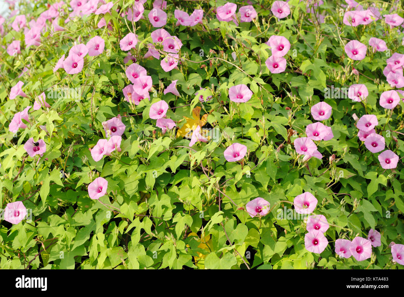 Wild morning glory vines hi-res stock photography and images - Alamy