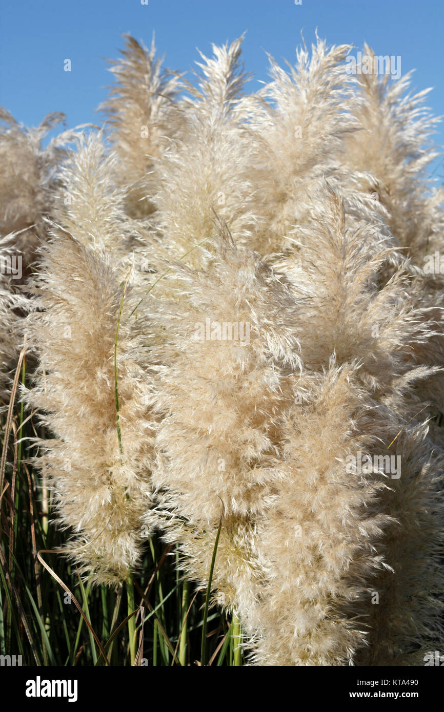 Close-Up of Tall Pampas Grass Plumes Stock Photo - Alamy