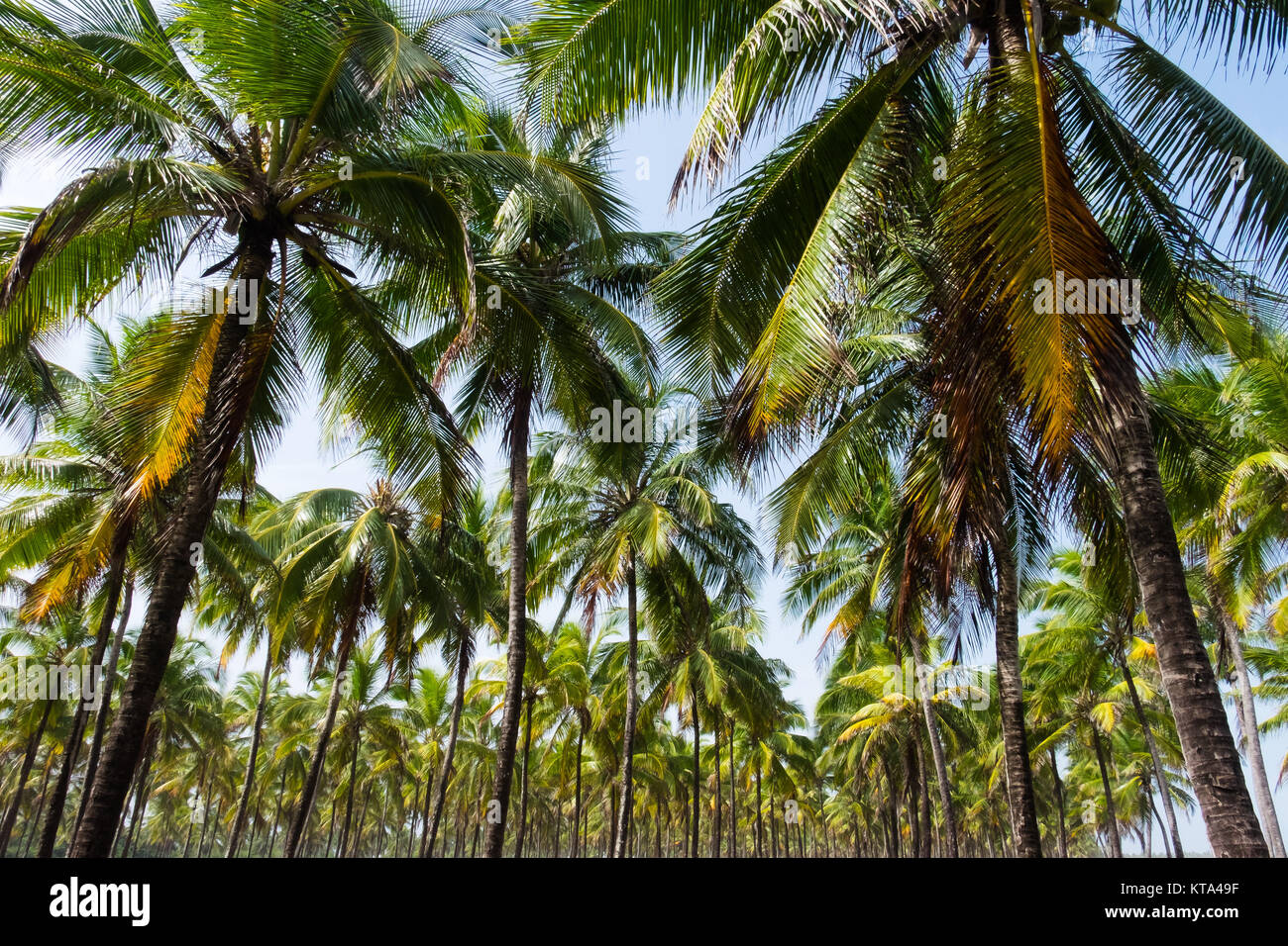Coconut Trees Maracaipe - Pernambuco, Brazil Stock Photo - Alamy