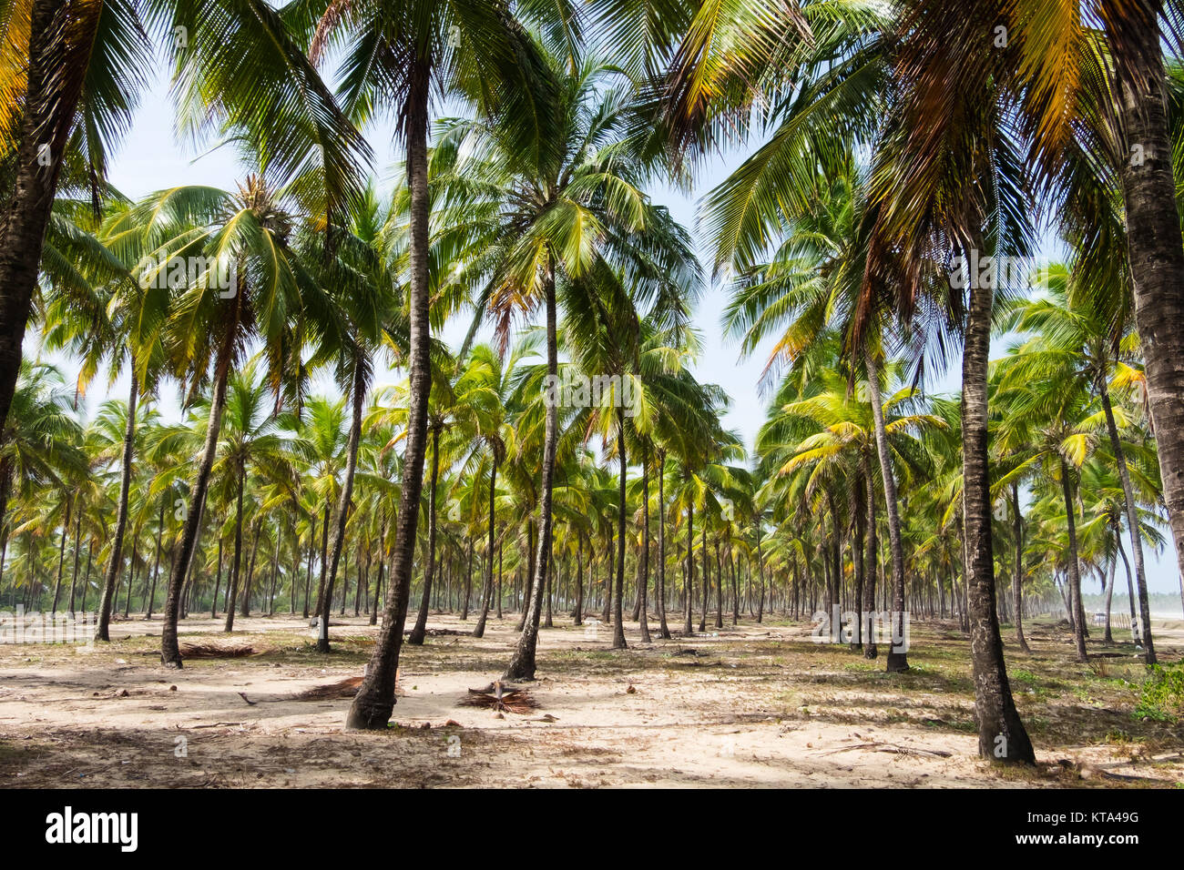 Coconut Trees Maracaipe - Pernambuco, Brazil Stock Photo - Alamy