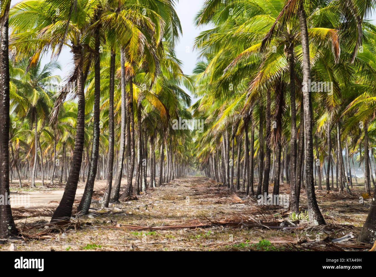 Coconut Trees Maracaipe - Pernambuco, Brazil Stock Photo - Alamy