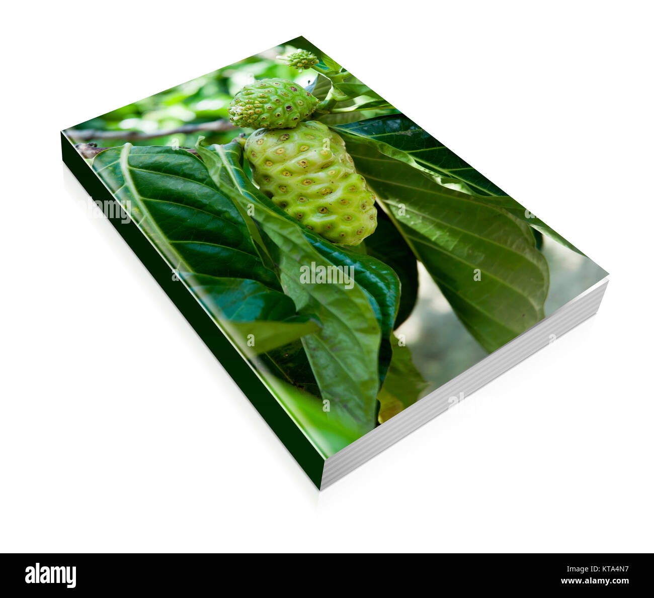 Noni tree Cut Out Stock Images & Pictures - Alamy