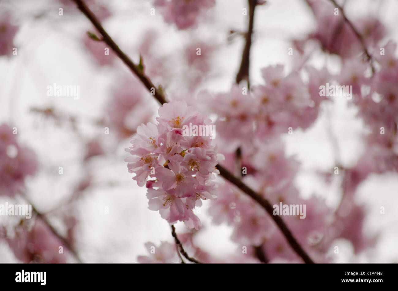 japanese cherry blossoms (sakura) on a dull spring day Stock Photo - Alamy