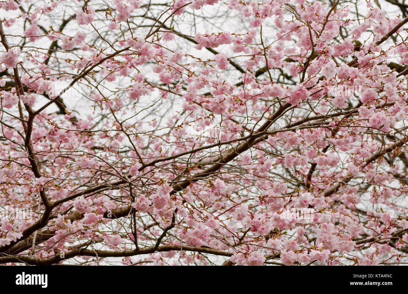 japanese cherry blossoms (sakura) on a dull spring day Stock Photo - Alamy