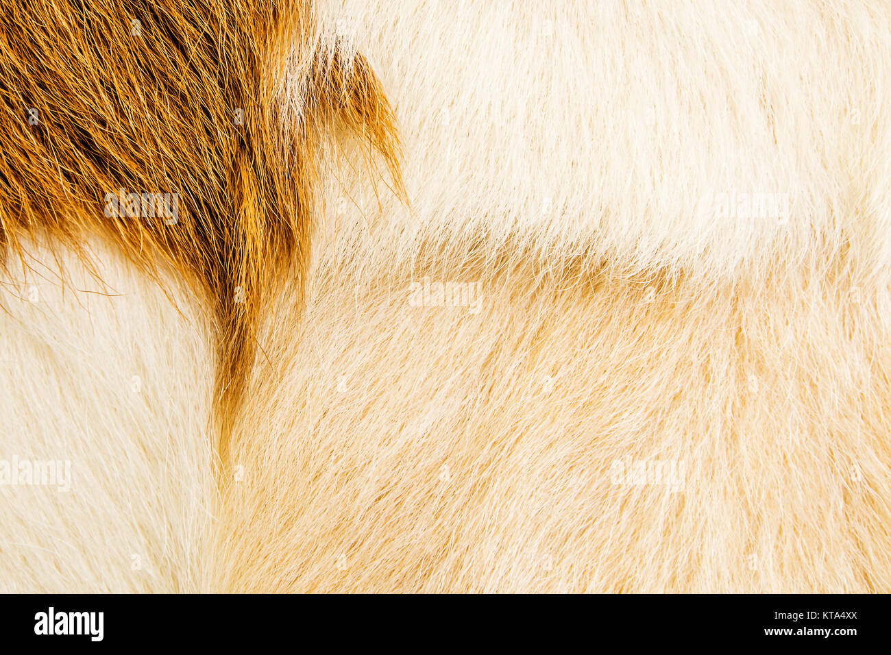closeup view of goat fur Stock Photo - Alamy