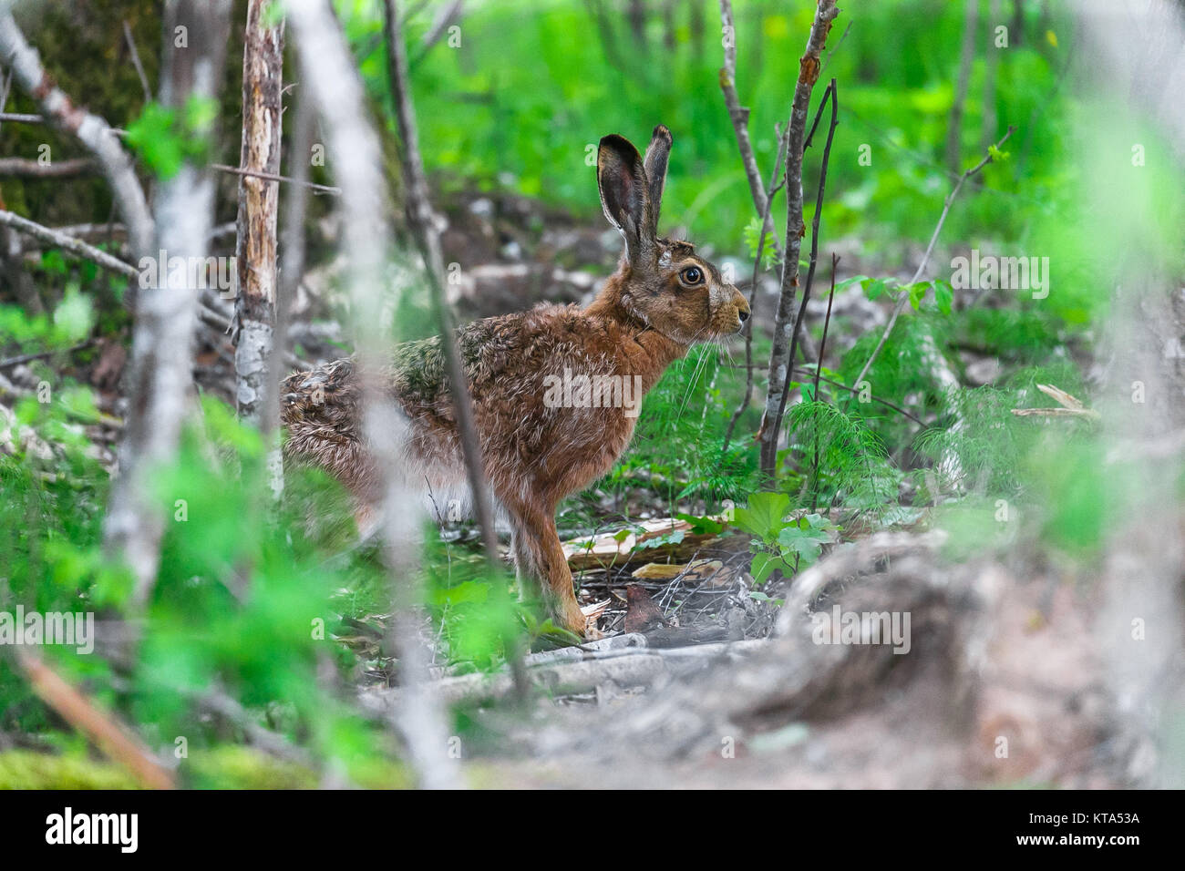 Wild Hare Sitting in a Green Grass Stock Photo - Alamy