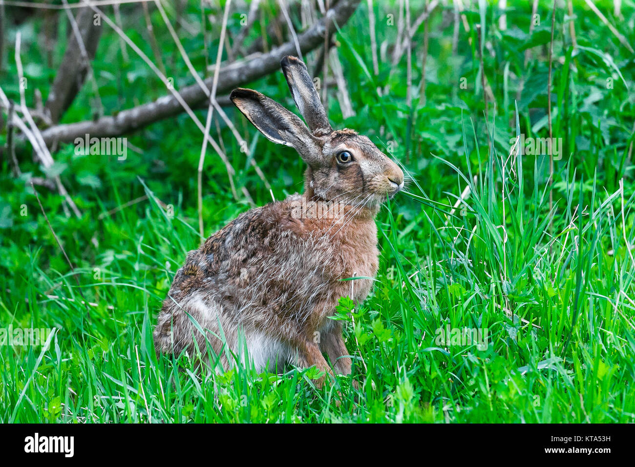 Wild Hare Sitting in a Green Grass Stock Photo - Alamy