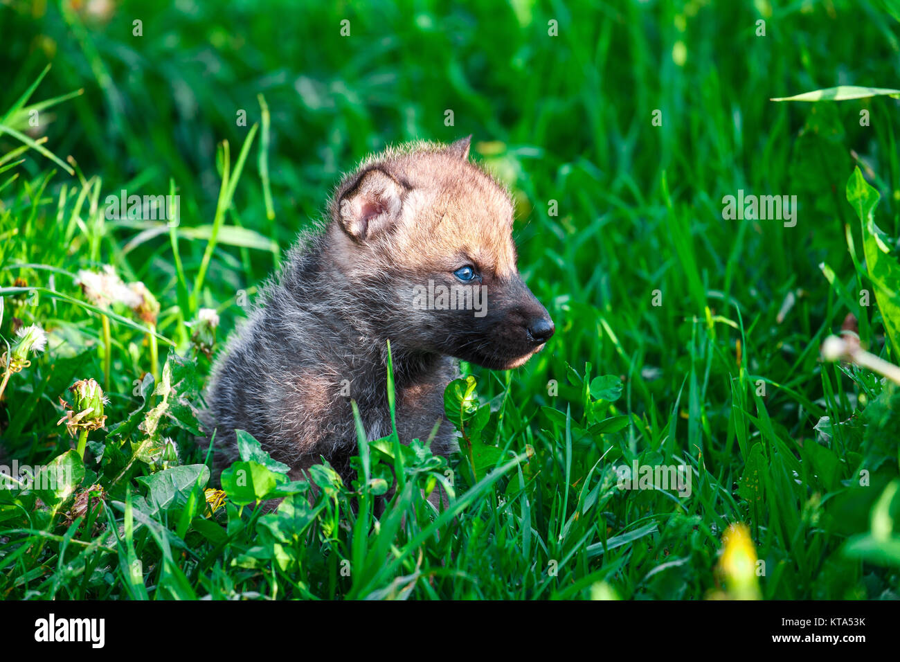 Gray Wolf Cubs in a Grass Stock Photo - Alamy