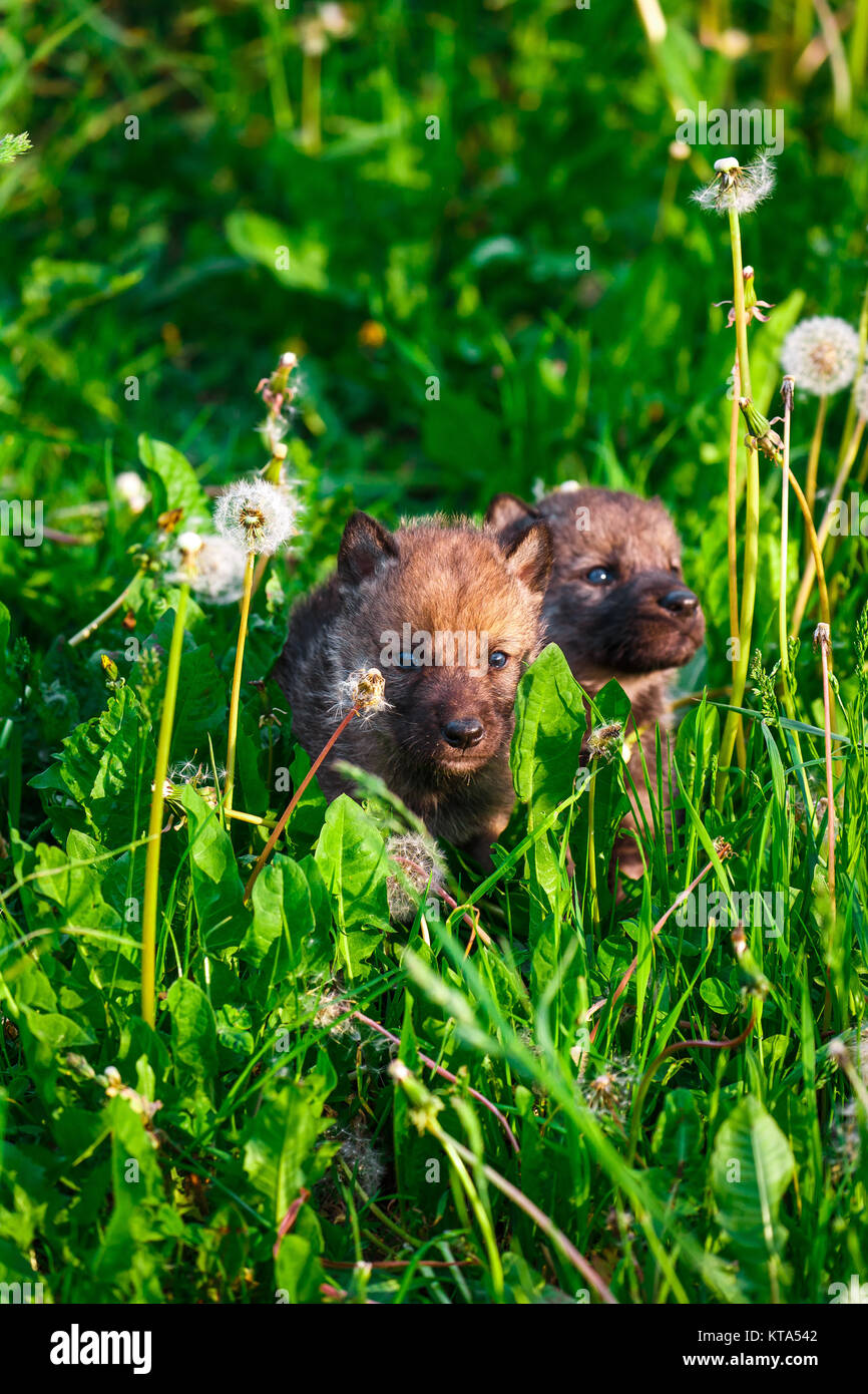 Gray Wolf Cubs in a Grass Stock Photo - Alamy