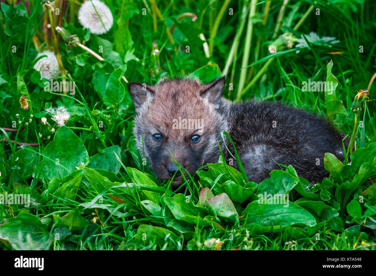 Gray Wolf Cubs in a Grass Stock Photo - Alamy