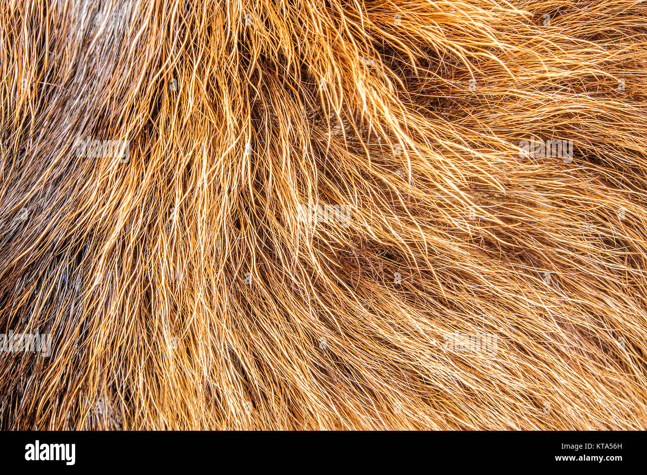 closeup view of goat fur Stock Photo - Alamy