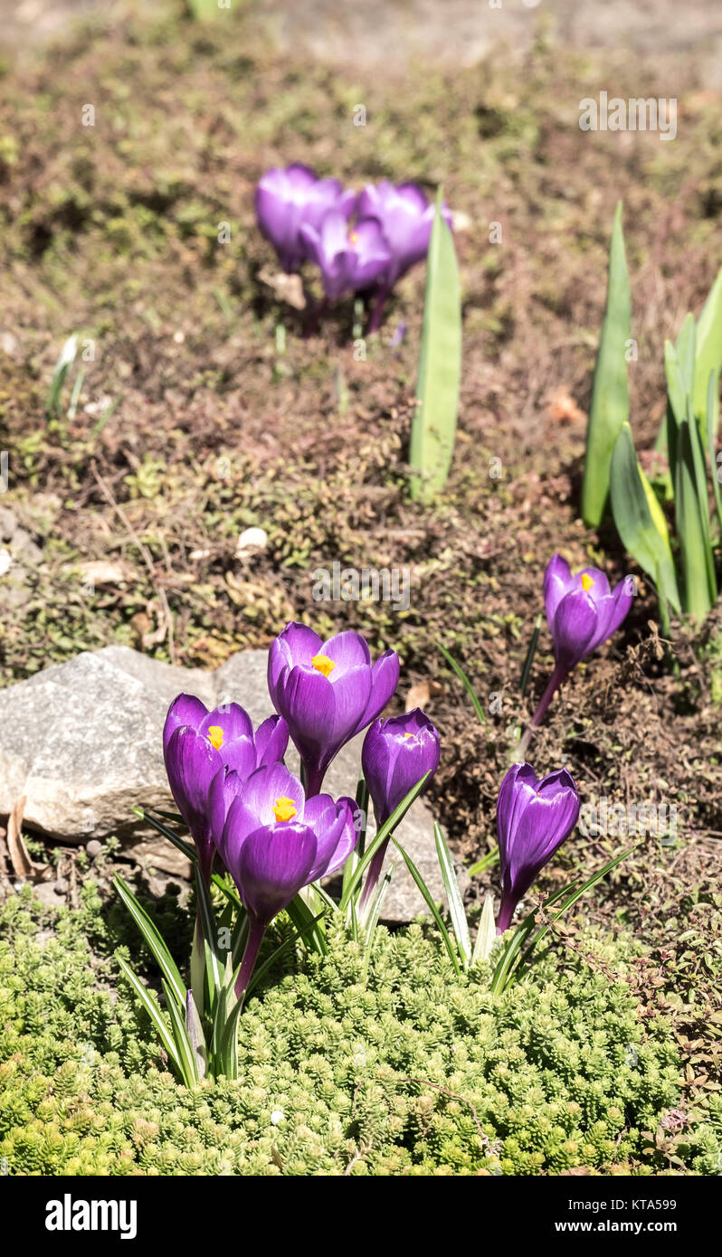 Crocus flowers on the flowerbed Stock Photo - Alamy