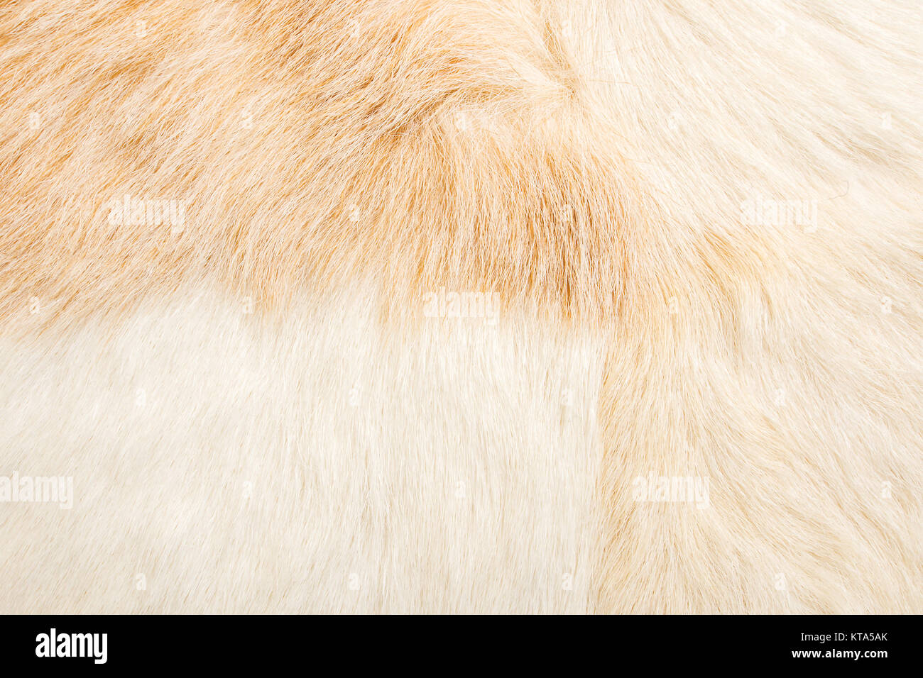 closeup view of goat fur Stock Photo - Alamy