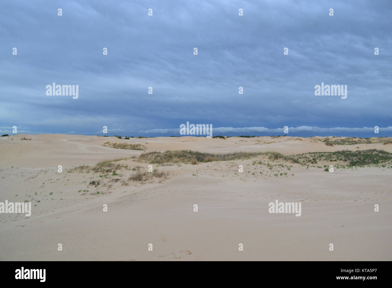 Monahans Sand Dunes of the Sandhills State Park Stock Photo - Alamy