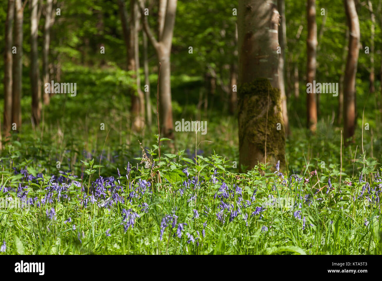 Bluebells under trees in sunshine in English countryside. Spring UK ...