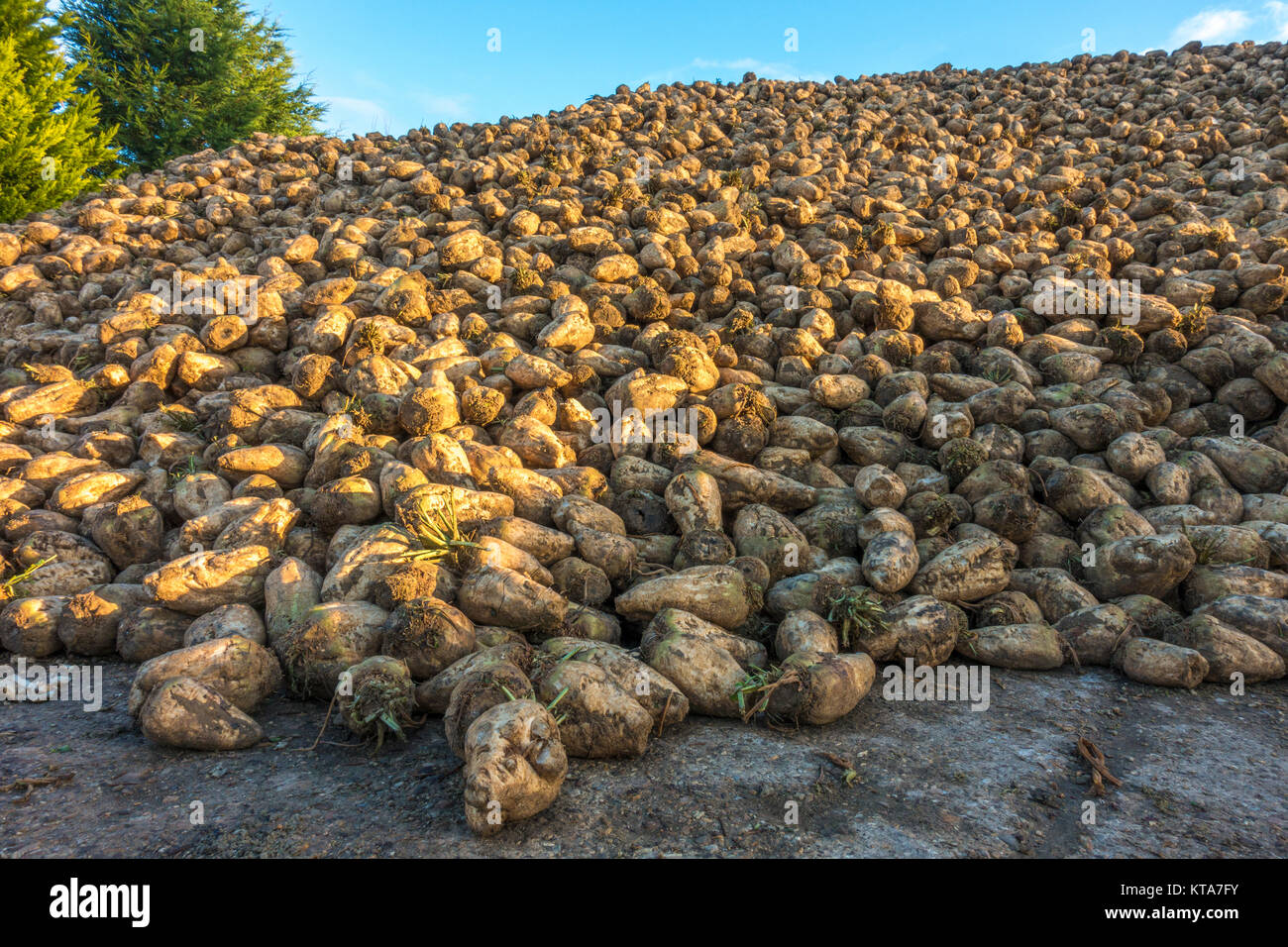 A heap of mature sugar beet plants, newly harvested in autumn, picking ...