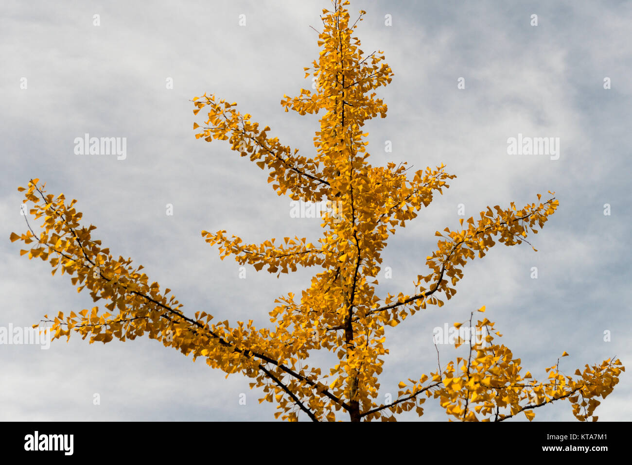 Autumn, also known as fall.Some cultures regard the autumnal equinox as ...