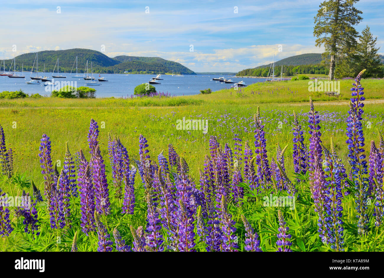 Field of Lupine, Manset, Mount Desert, Maine, USA Stock Photo - Alamy