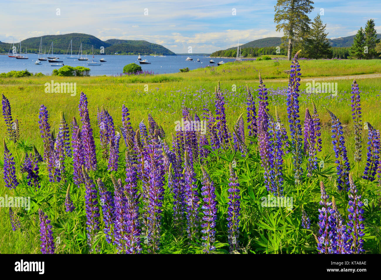 Field of Lupine, Manset, Mount Desert, Maine, USA Stock Photo - Alamy