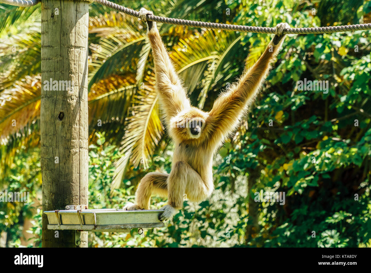 Spider Monkey Portrait Stock Photo - Alamy