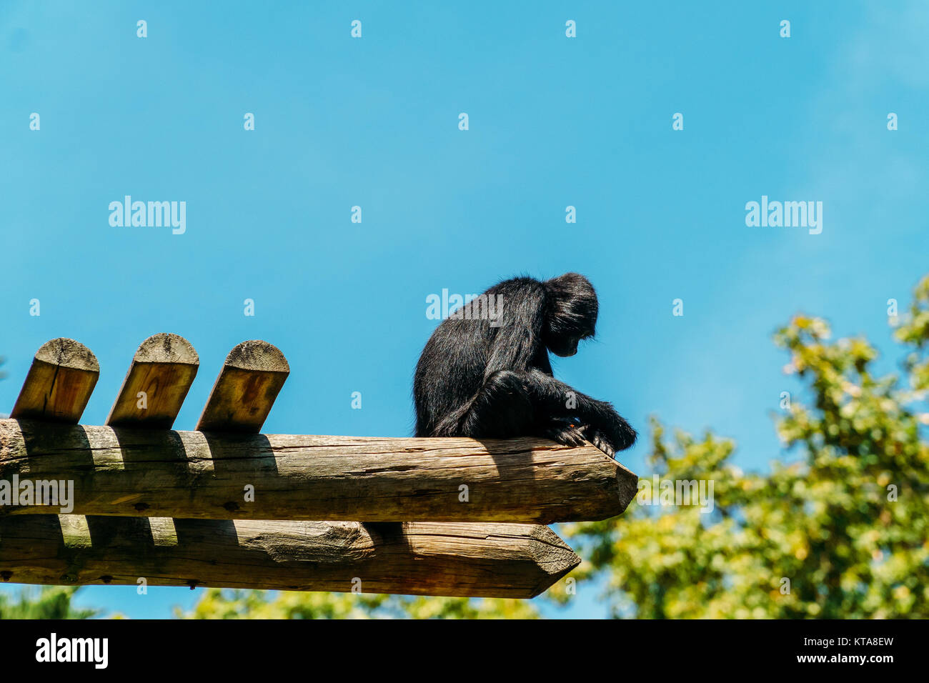Spider Monkey Portrait Stock Photo - Alamy