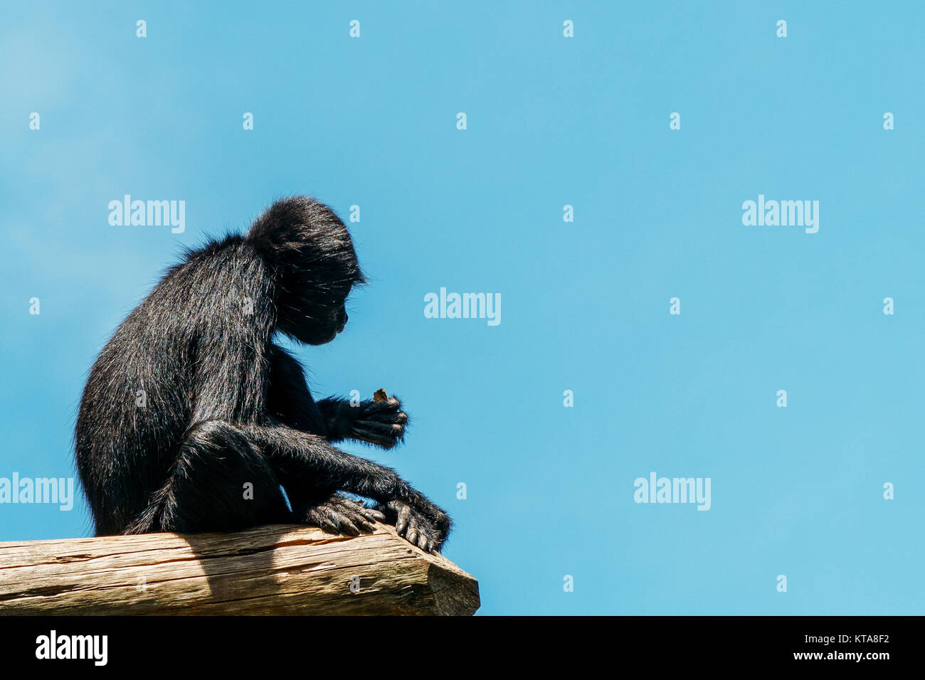 Spider Monkey Portrait Stock Photo - Alamy