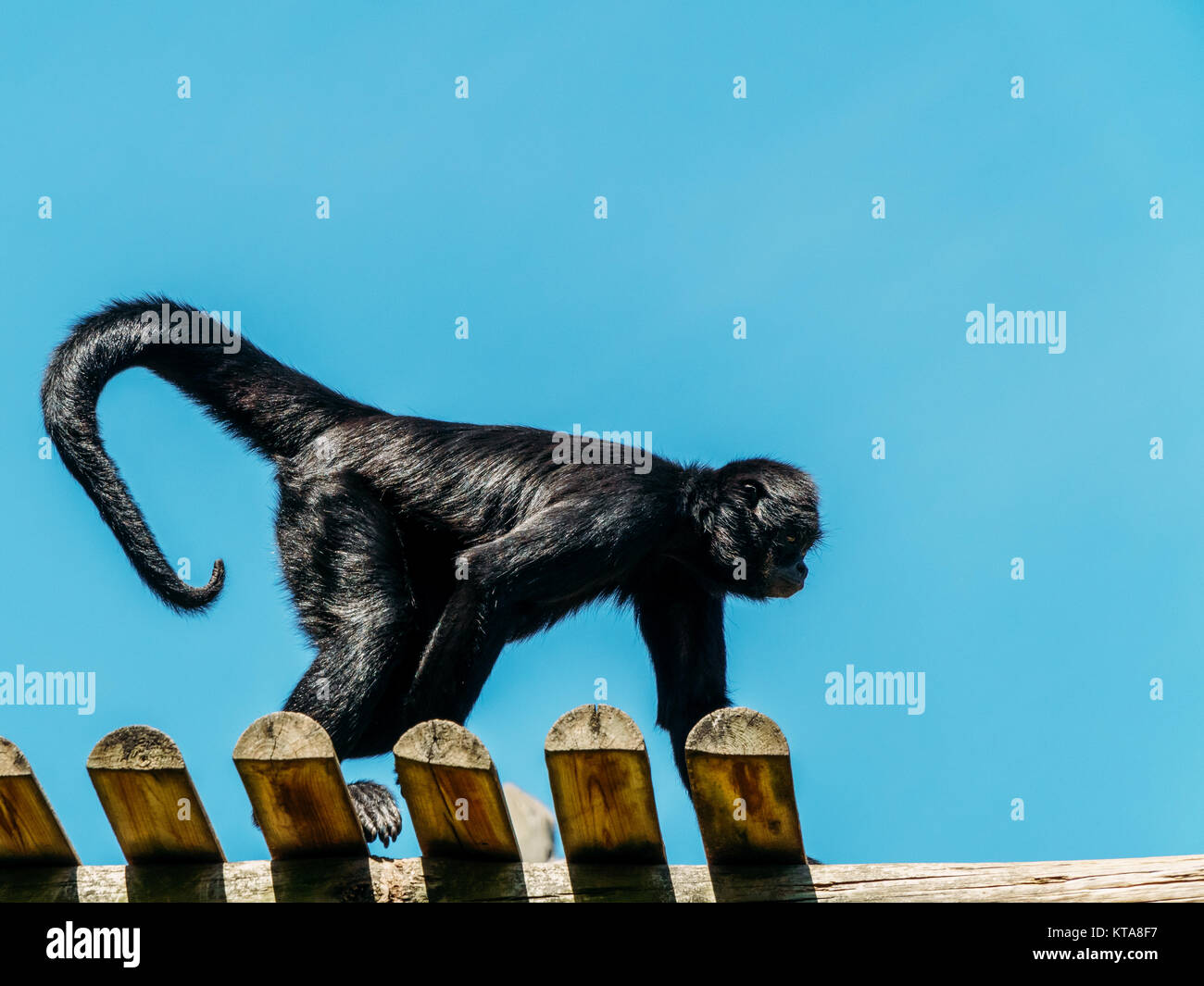 Spider Monkey Portrait Stock Photo - Alamy