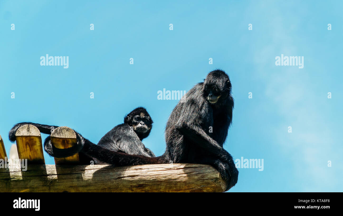 Spider Monkey Portrait Stock Photo - Alamy
