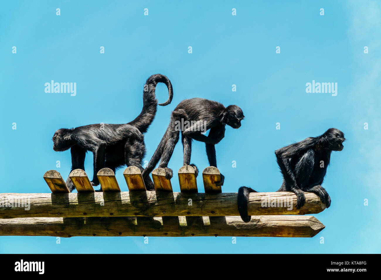 Spider Monkey Portrait Stock Photo - Alamy