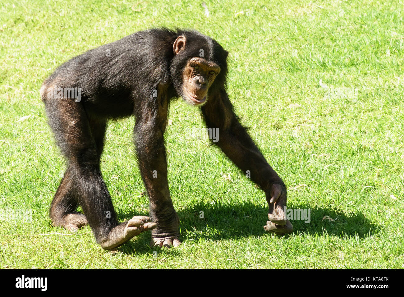 Angry chimpanzee hi-res stock photography and images - Alamy