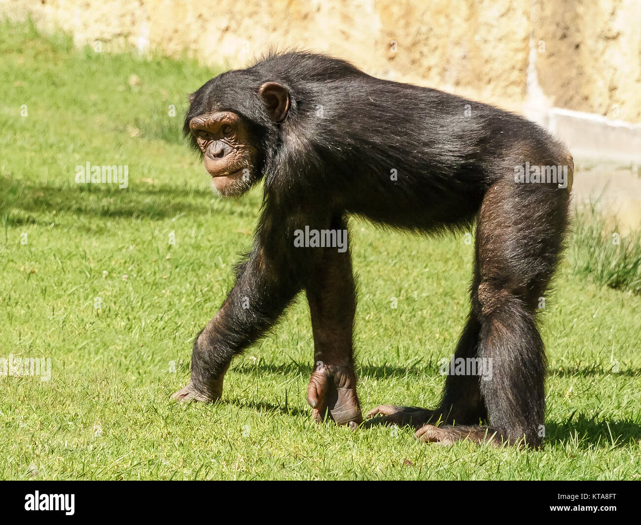 Angry chimpanzee hi-res stock photography and images - Alamy