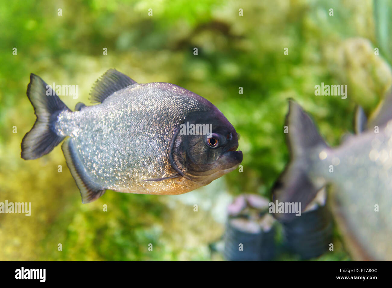 Underwater Closeup Of Piranha Fish Stock Photo - Alamy
