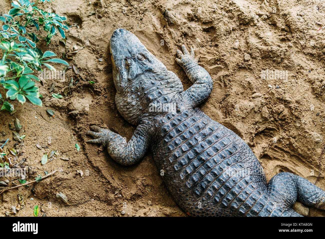 Alligator Top View Stock Photo - Alamy