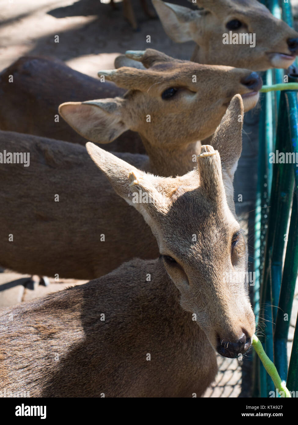 Baby deer feeding hi-res stock photography and images - Alamy