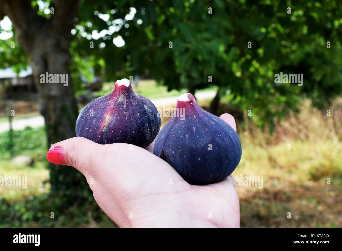 Figs in hand hi-res stock photography and images - Alamy