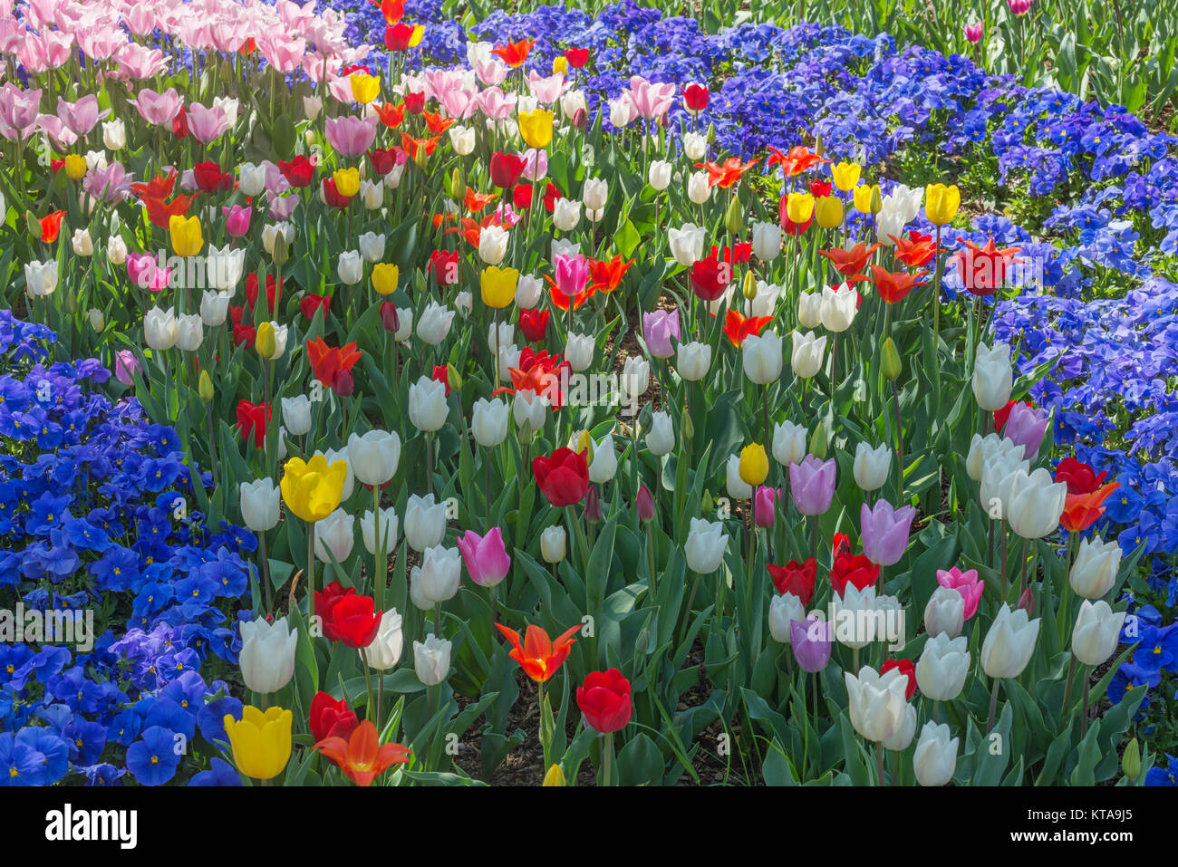 Tulips (Tulipa) form a genus of spring-blooming perennial herbaceous ...