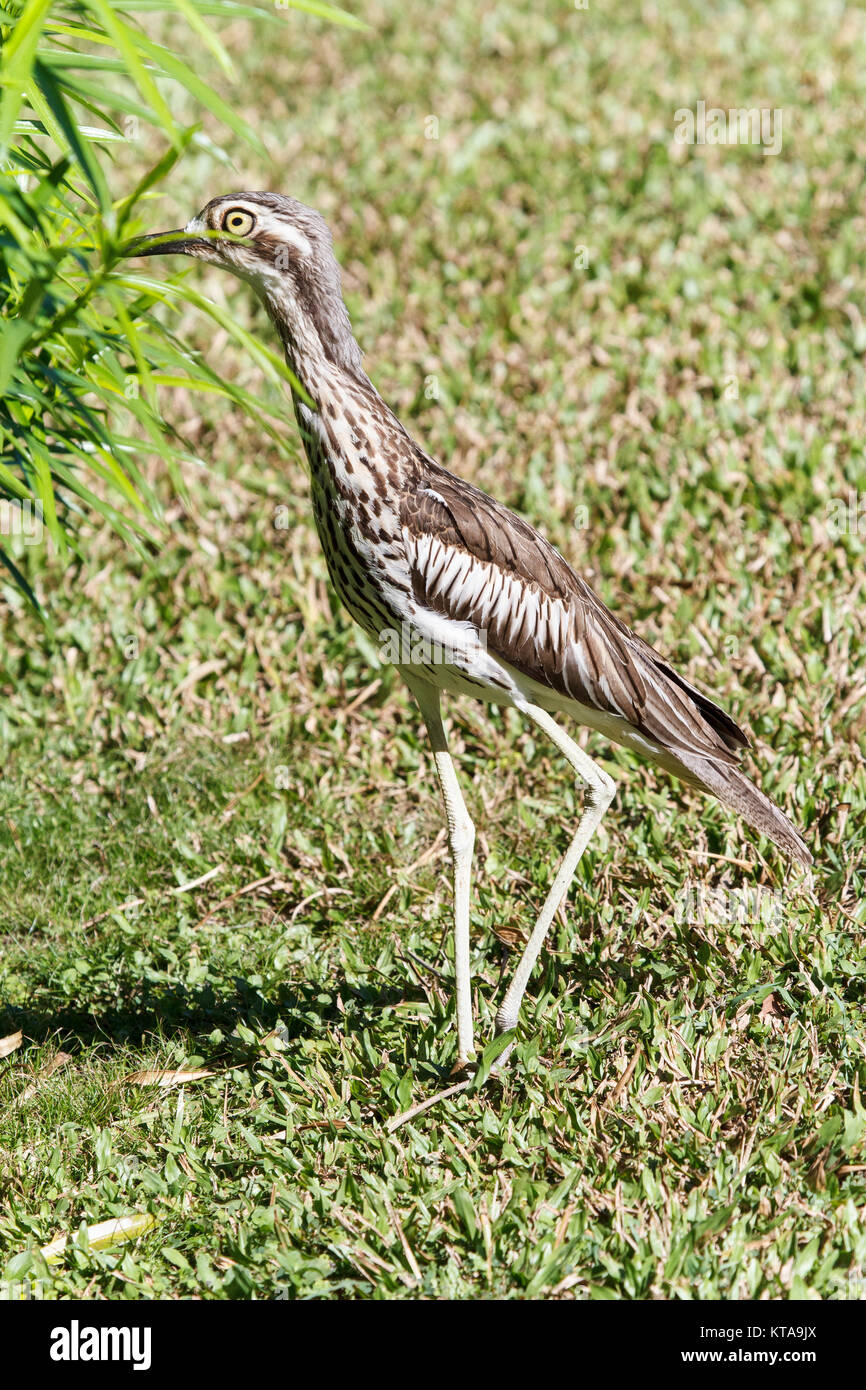 Bush Stone Curlew Stock Photo - Alamy
