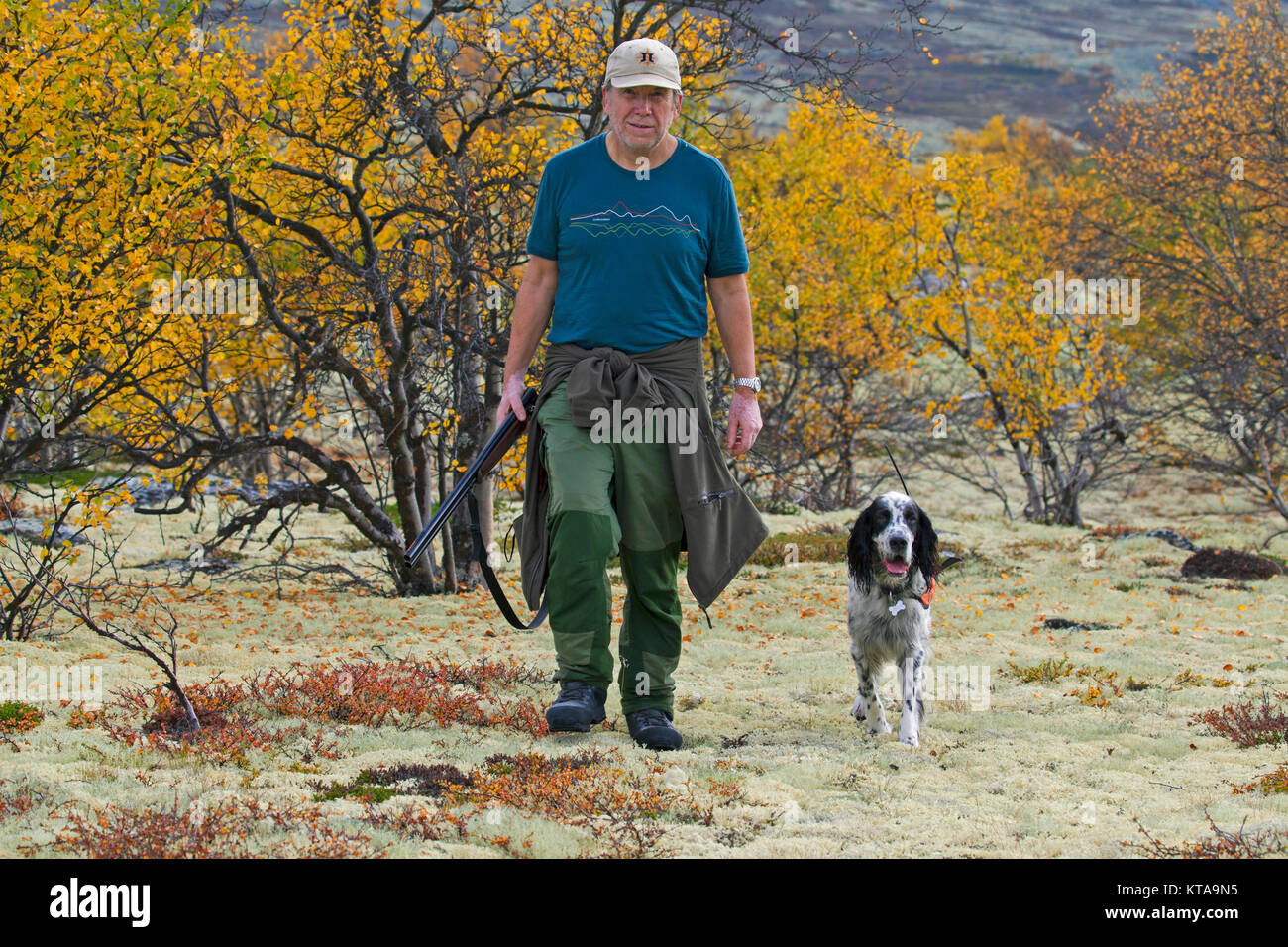 Norwegian hunter with shotgun and English Setter dog hunting grouse on ...