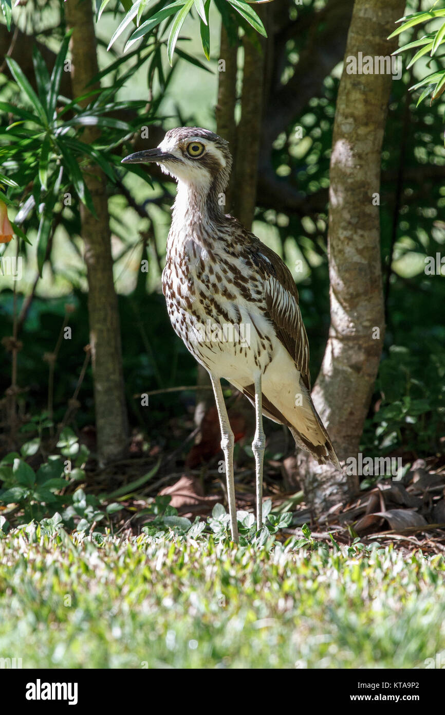 Bush Stone Curlew Stock Photo - Alamy