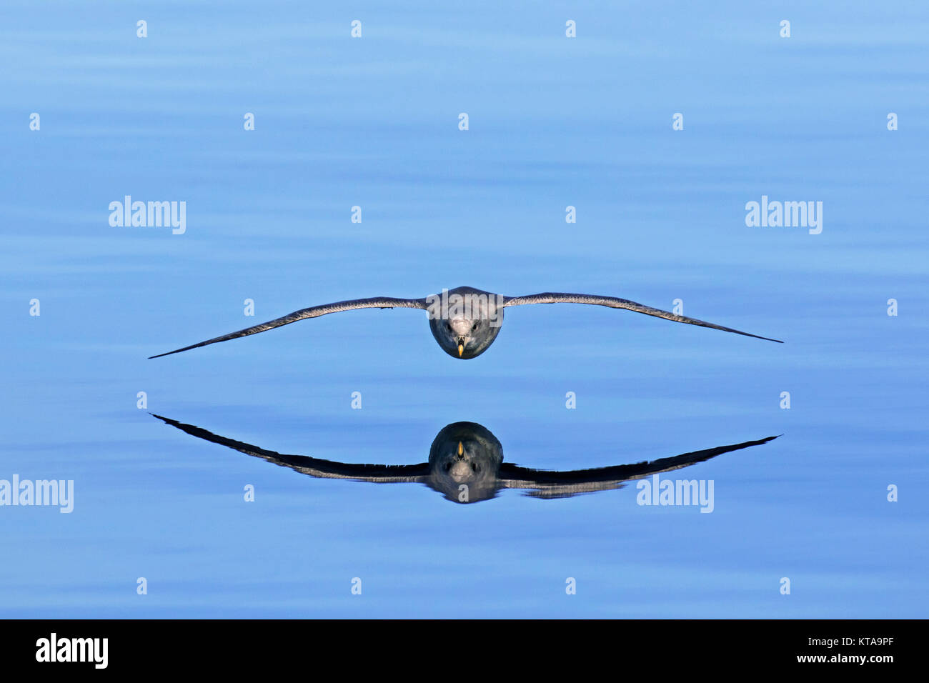 Northern fulmar / Arctic fulmar (Fulmarus glacialis) dark morph / blue ...
