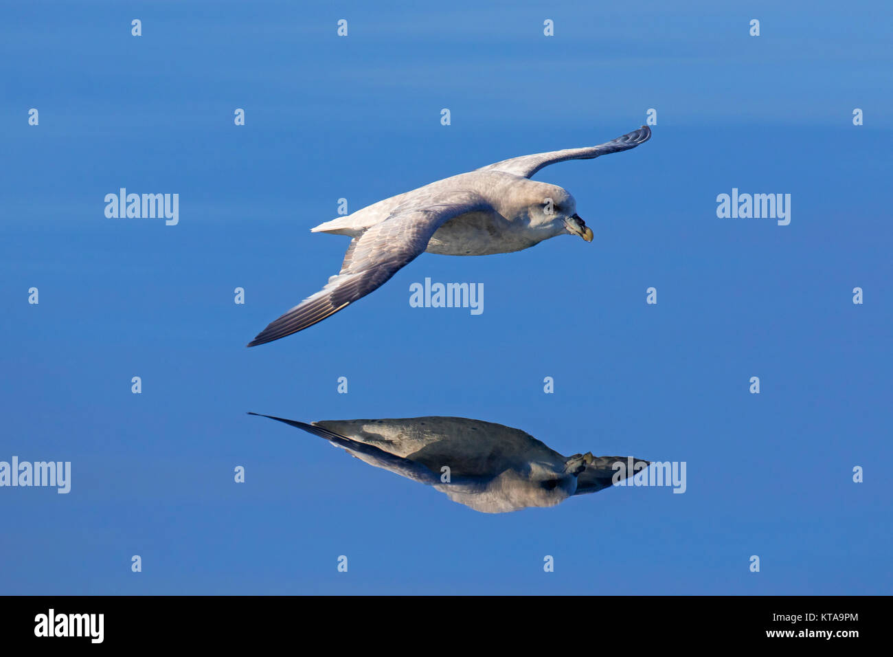 Northern fulmar / Arctic fulmar (Fulmarus glacialis) dark morph / blue ...