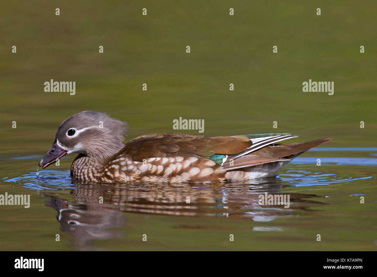 Asian duck species hi-res stock photography and images - Alamy