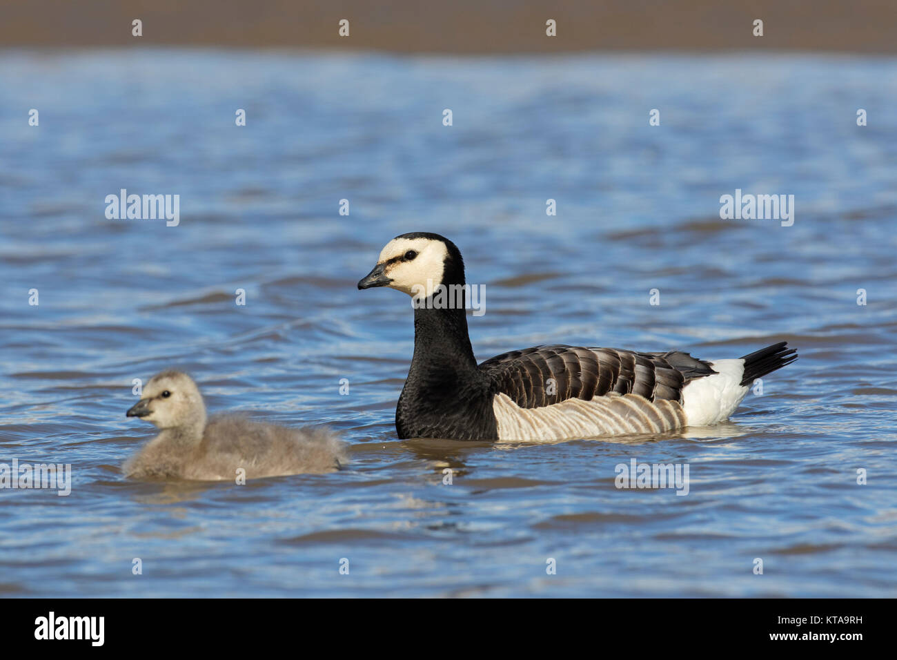 Barnacle goose (Branta leucopsis) with gosling swimming in lake in ...