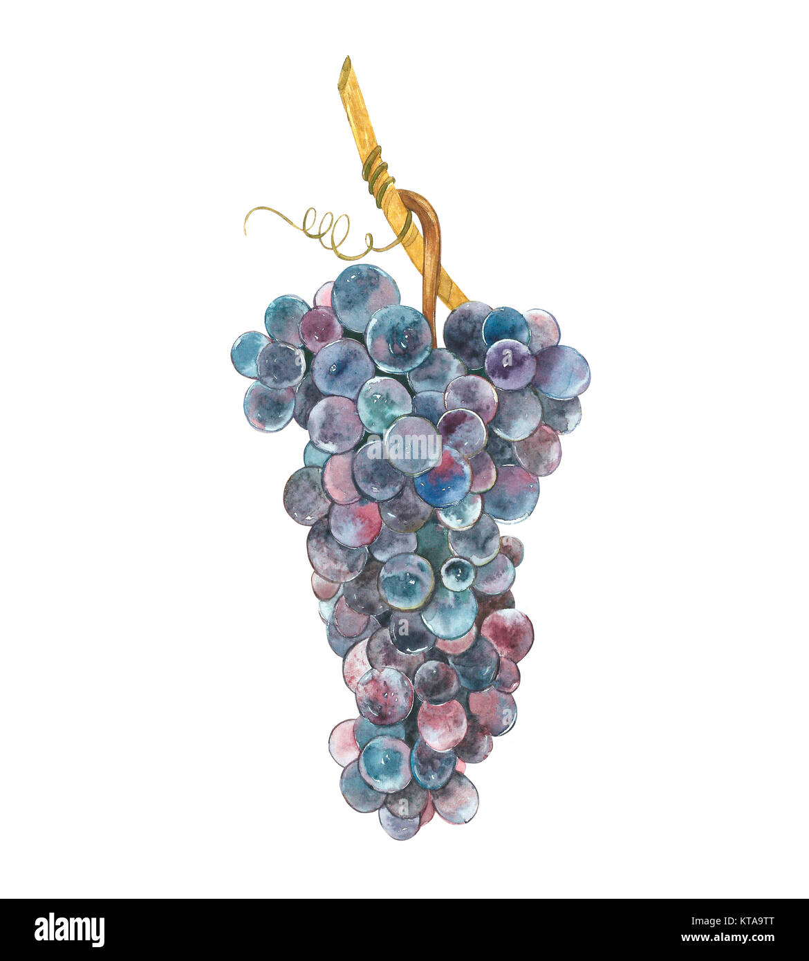 Watercolor illustration of bunches of grapes. Hand drawn watercolor ...
