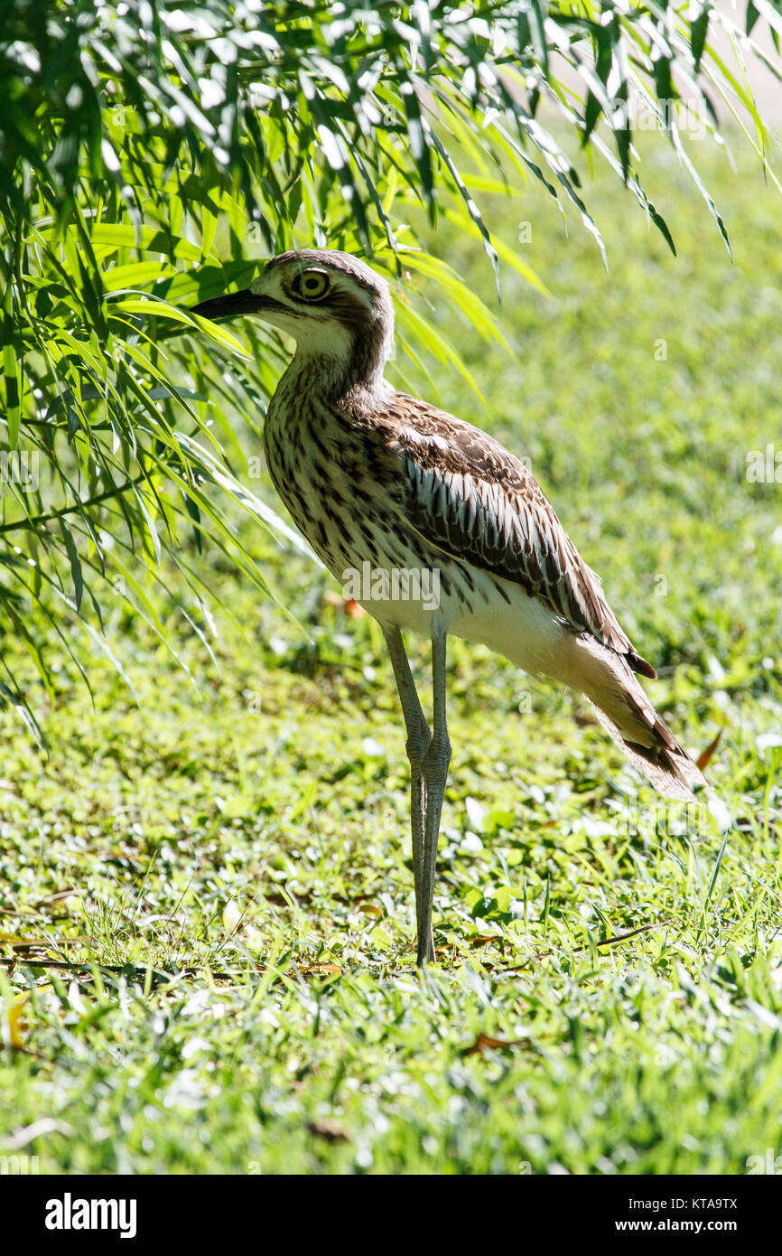 Bush Stone Curlew Stock Photo - Alamy