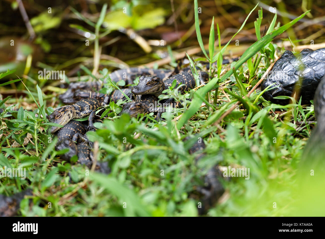 The American alligator (Alligator mississippiensis) is endemic to the ...