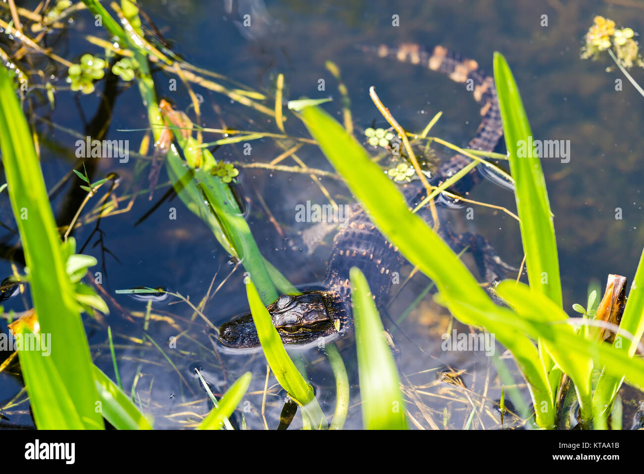 The American alligator (Alligator mississippiensis) is endemic to the ...