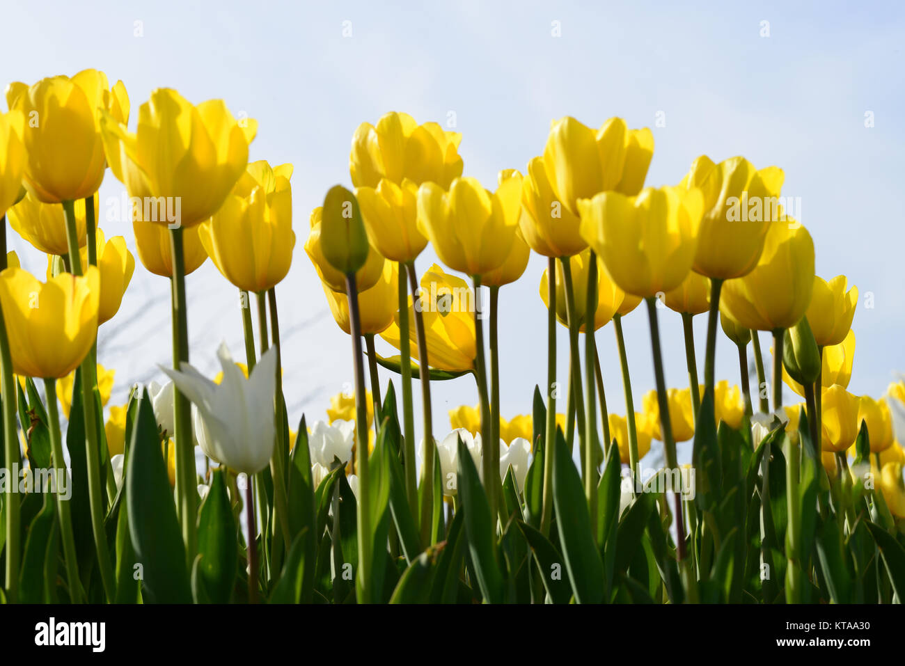 Tulips (Tulipa) form a genus of spring-blooming perennial herbaceous ...